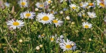 Managing ocular allergy in optometric practice - College of Optometrists